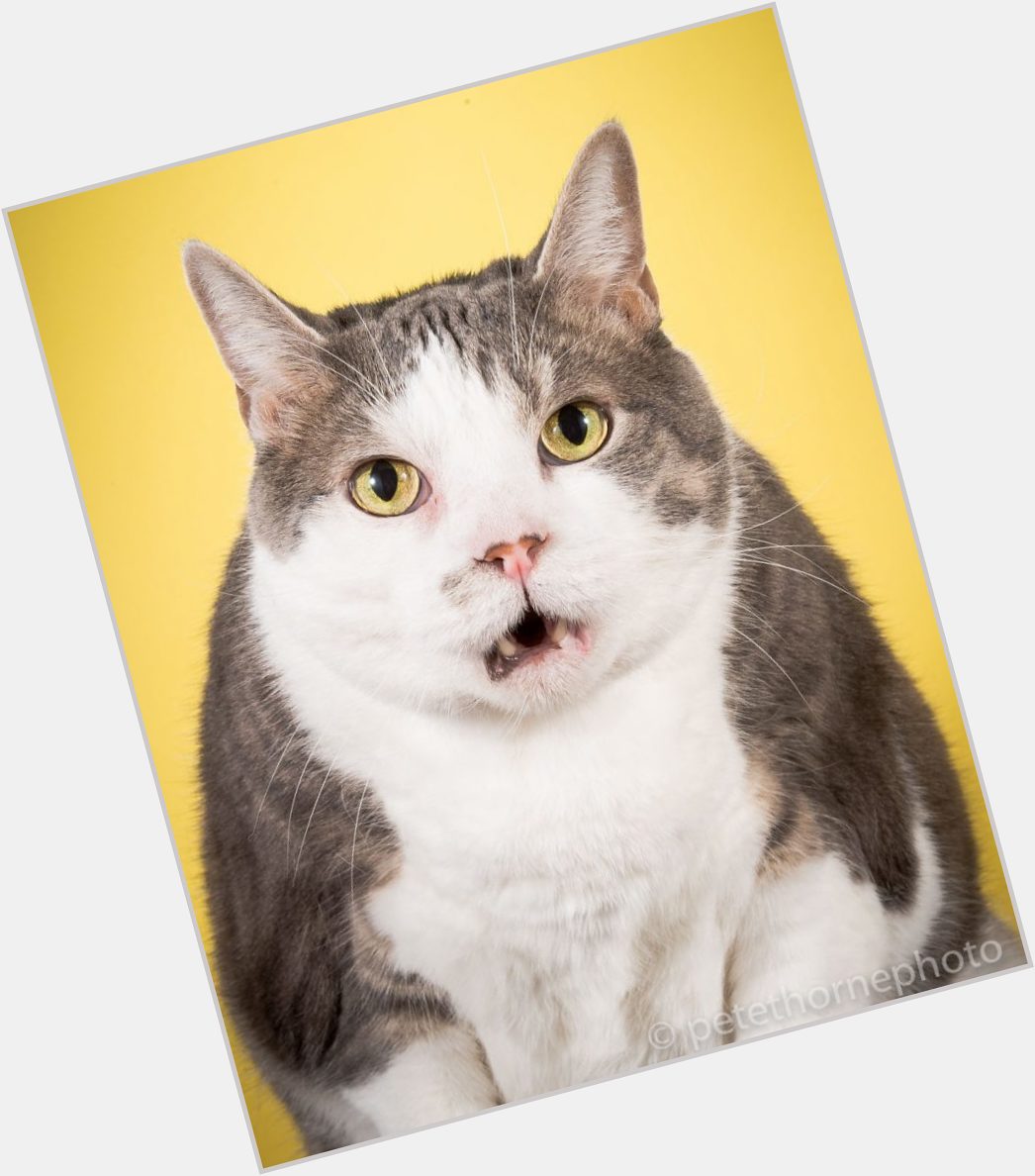 Fat Cat | Official Site for Woman Crush Wednesday #WCW