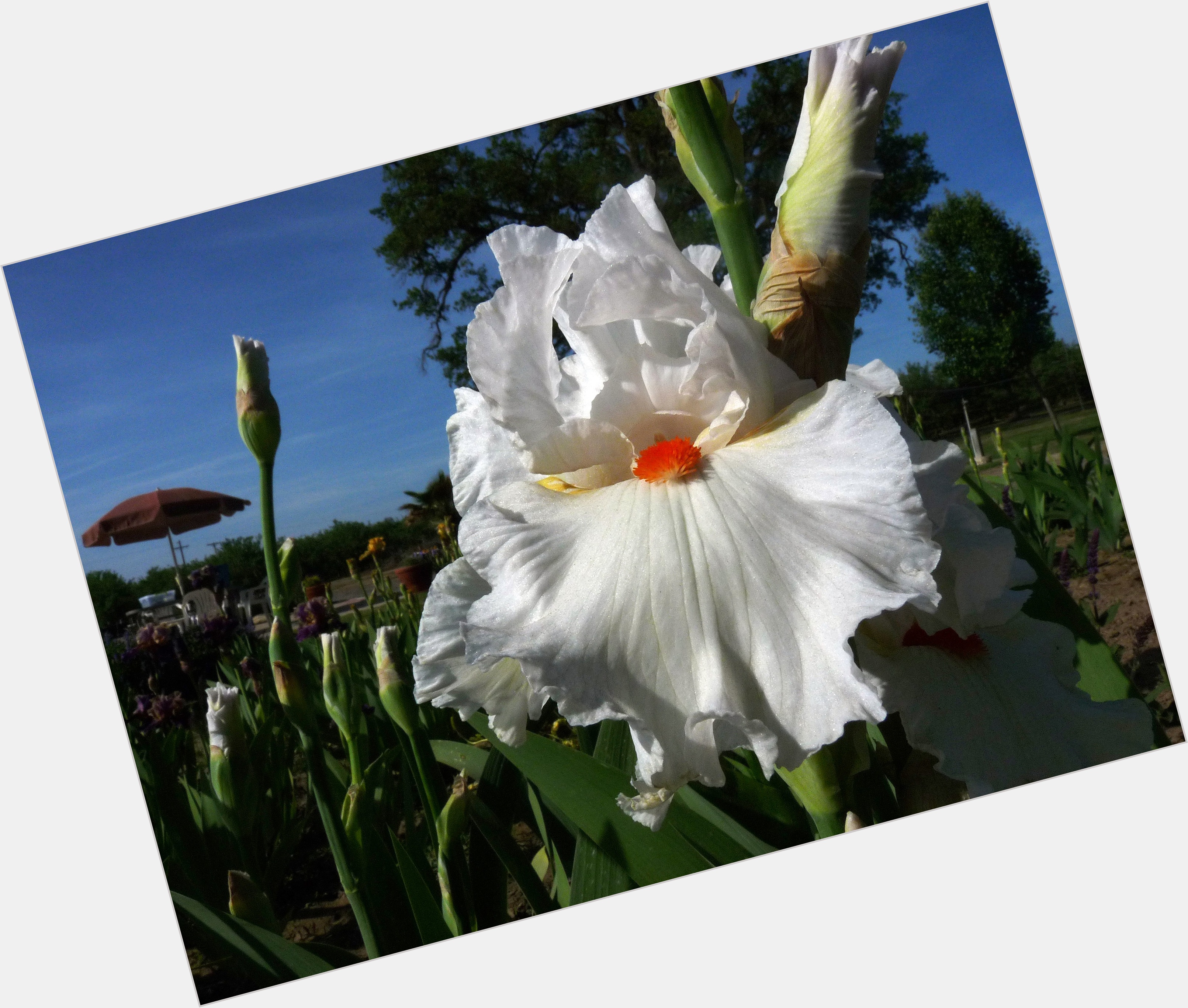 Iris Tree | Official Site for Woman Crush Wednesday #WCW
