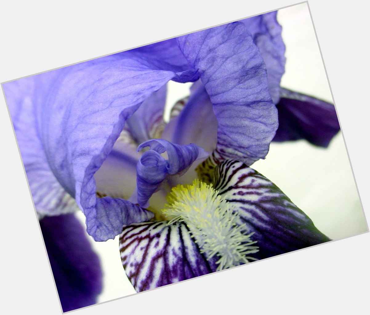 Iris Tree | Official Site for Woman Crush Wednesday #WCW