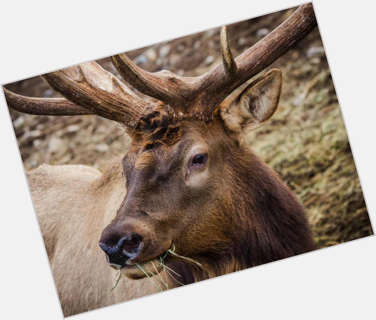 Spotted Elk | Official Site for Woman Crush Wednesday #WCW