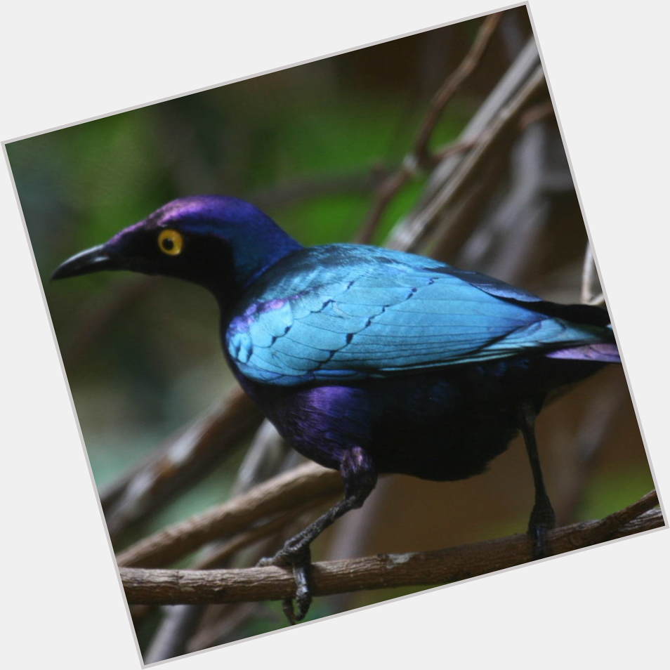 Violet Bird | Official Site for Woman Crush Wednesday #WCW